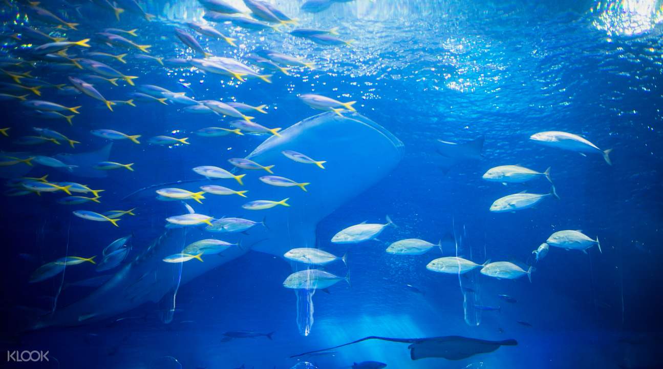 【日本最大海豚秀】名古屋港水族館一日門票 Klook客路
